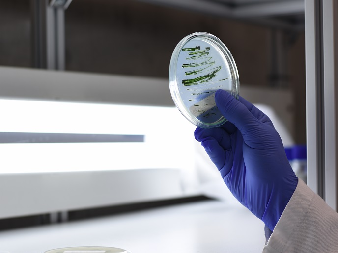 Are microalgae the answer to a sustainable future? - KETMarket Open ...