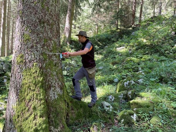 Advanced computational tools reveal essential forest management ...
