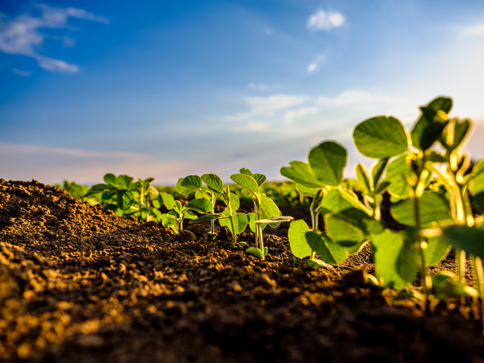 An early warning system for poor crop health - KETMarket Open ...